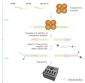 2.2Mb! Nanopore sequencing set a new record for the length of single ...