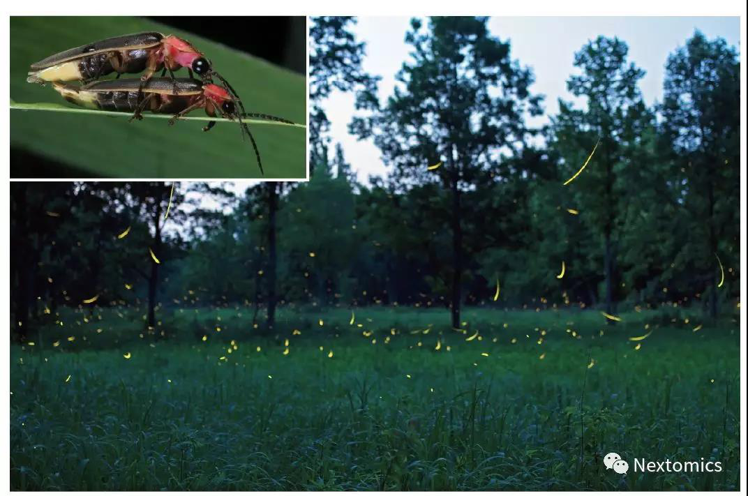 比较基因组学研究揭示萤火虫荧光素酶基因的起源与进化 – GrandOmics|希望组