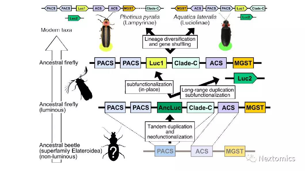 比较基因组学研究揭示萤火虫荧光素酶基因的起源与进化 – GrandOmics|希望组