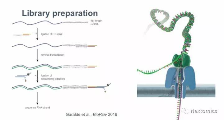Oxford Nanopore丨人转录组direct RNA测序数据首发 – GrandOmics|希望组