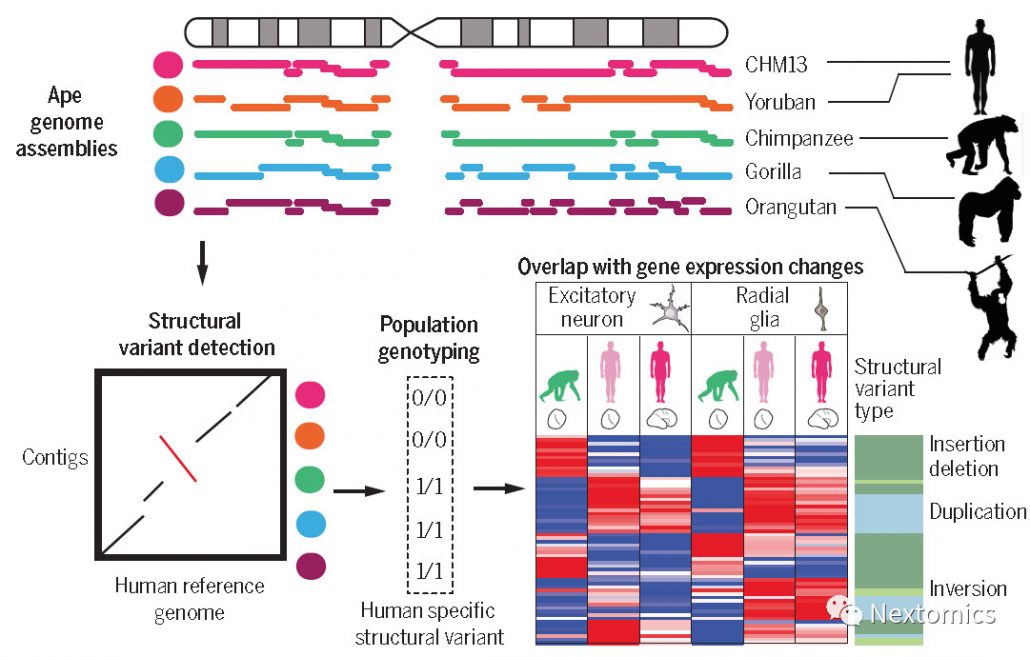 Science | 三代PacBio测序构建高分辨率高等猿基因组 – GrandOmics|希望组