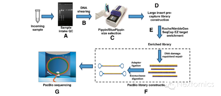 一项基于PacBio的目标区域测序技术：PacBio-LITS（三代测序那些事儿 第九期） – GrandOmics|希望组