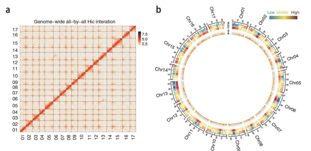 未来组又一篇Nature Communications || 高质量苹果基因组撩动你心 – GrandOmics|希望组