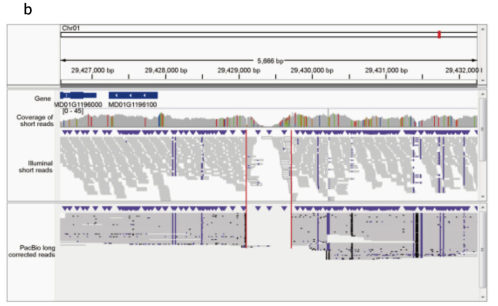 未来组又一篇Nature Communications || 高质量苹果基因组撩动你心 – GrandOmics|希望组