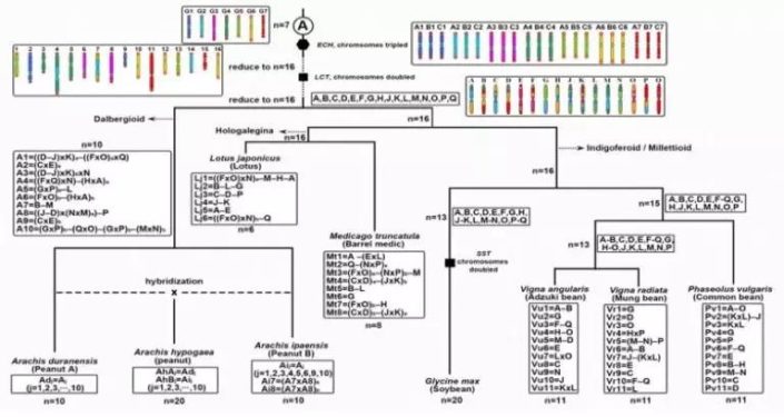 未来组合作文章再登Nature Genetics||四倍体栽培种花生基因组揭示豆科核型，多倍体进化及作物驯化的秘密 – GrandOmics|希望组