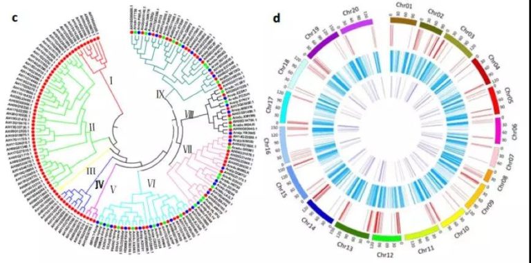 未来组合作文章再登Nature Genetics||四倍体栽培种花生基因组揭示豆科核型，多倍体进化及作物驯化的秘密 – GrandOmics|希望组