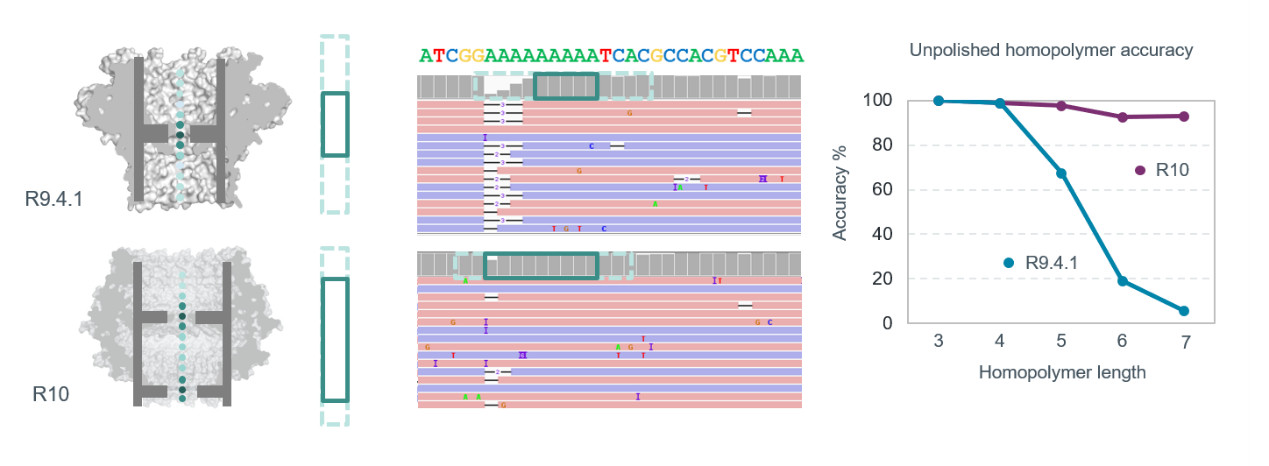 未来组率先获取Nanopore R10芯片，敬请期待超高共有序列准确度！ – GrandOmics|希望组