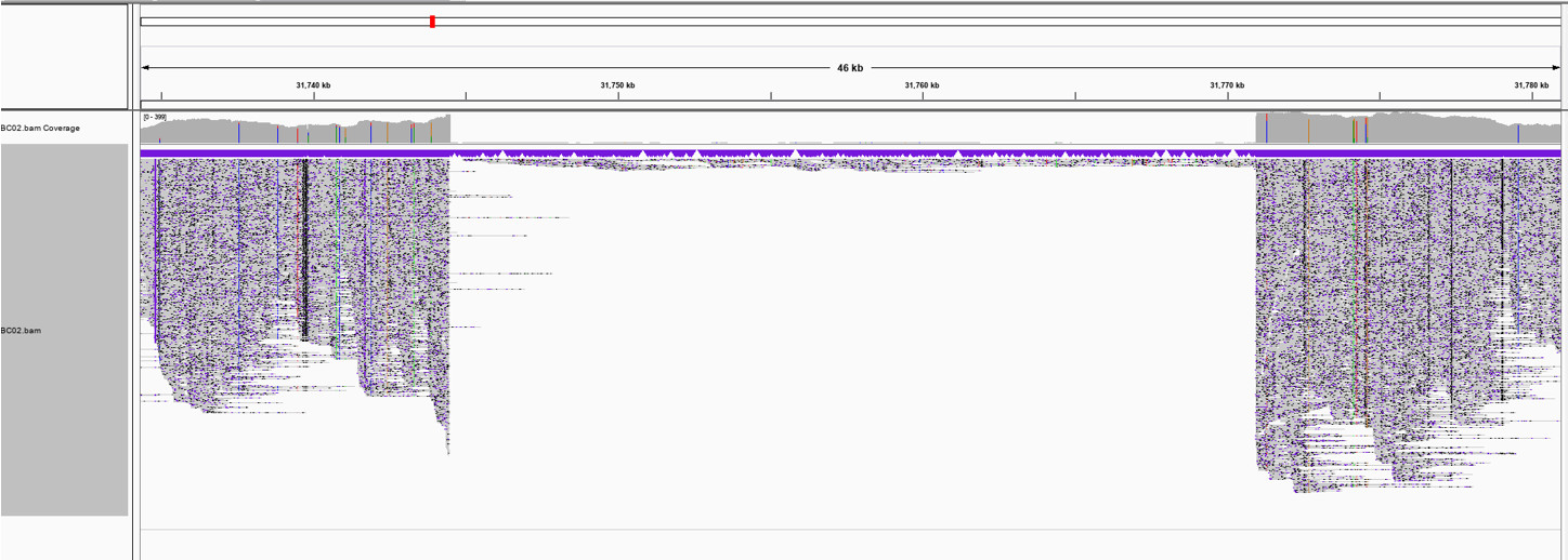 重大突破 | Nanopore R10芯片用于DMD阳性样本SNP和SV检测，解决准确度难题！ – GrandOmics|希望组