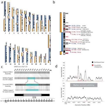 ONT Ultra Long与“Telomre to Telomere”的风云际会：首个人类X染色体完成图与甲基化图谱发布 – ...