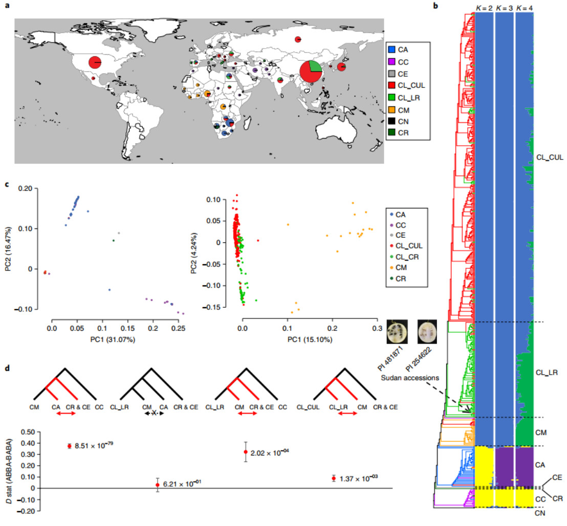 合作项目||西瓜三代基因组+BioNano+群体再发NG – GrandOmics|希望组