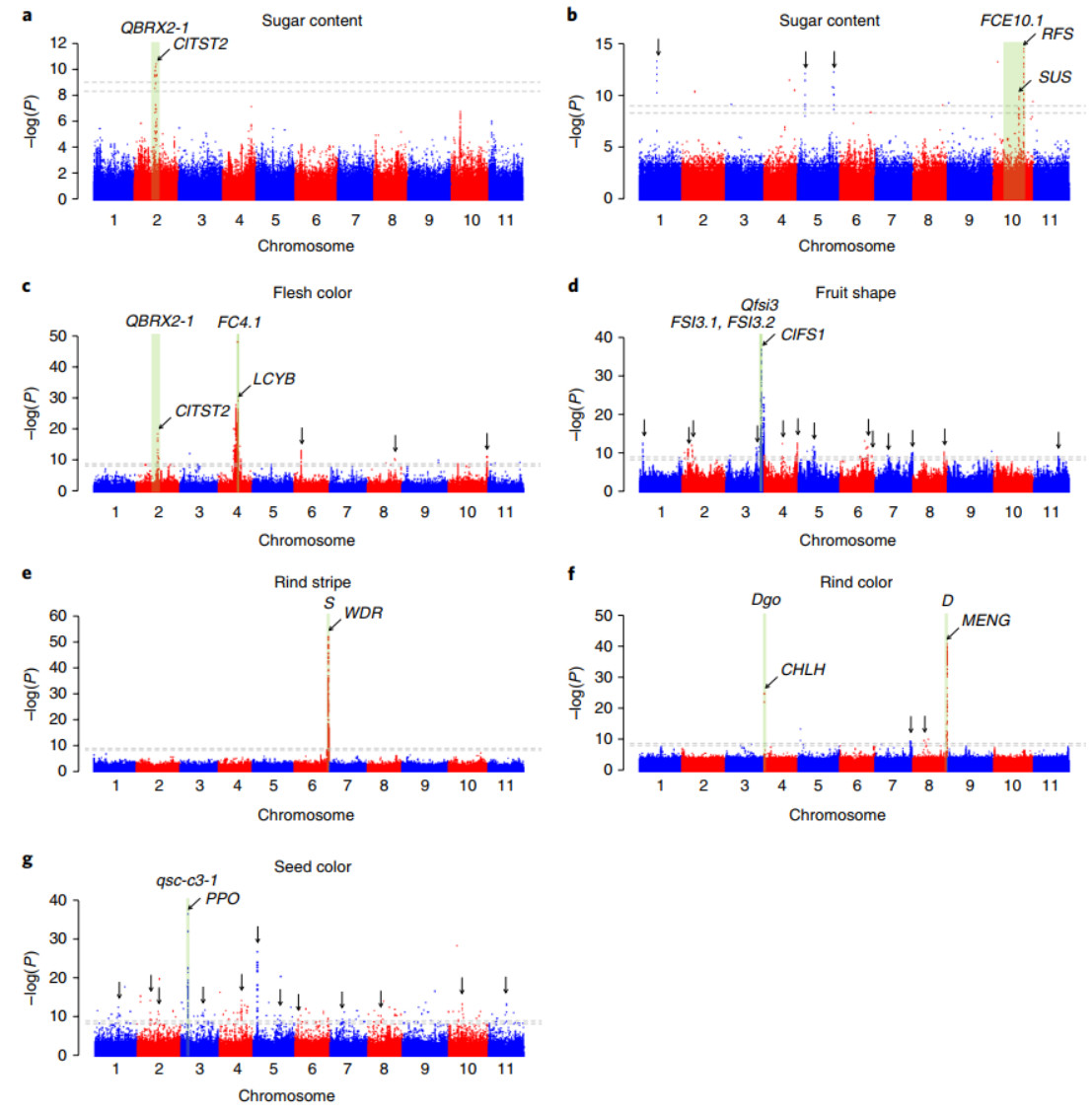 合作项目||西瓜三代基因组+BioNano+群体再发NG – GrandOmics|希望组
