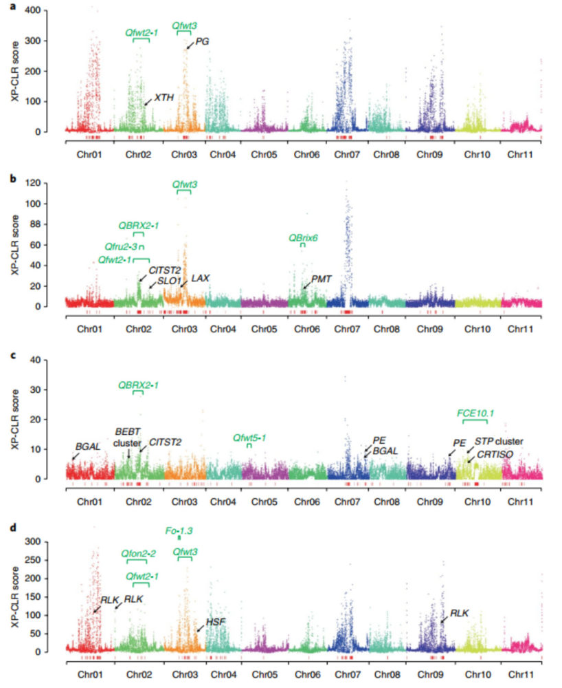 合作项目||西瓜三代基因组+BioNano+群体再发NG – GrandOmics|希望组