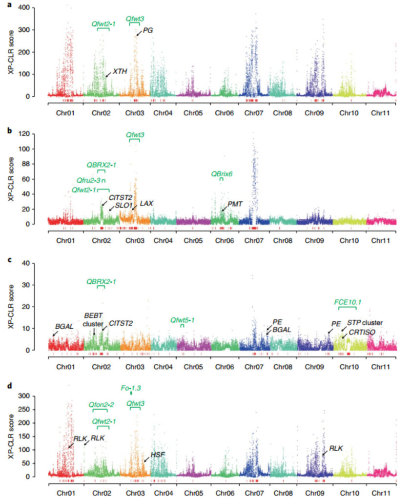 合作项目||西瓜三代基因组+BioNano+群体再发NG – GrandOmics|希望组