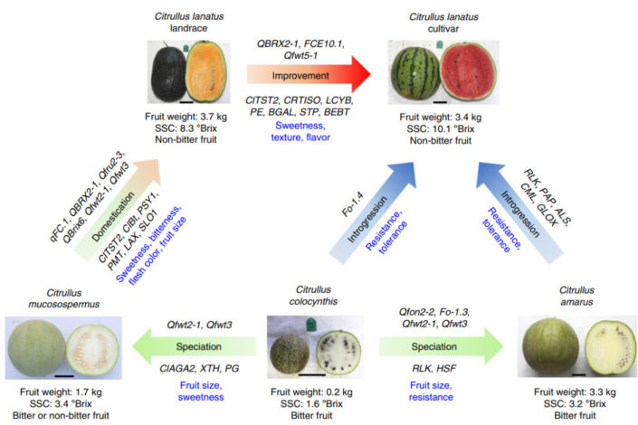 合作项目||西瓜三代基因组+BioNano+群体再发NG – GrandOmics|希望组